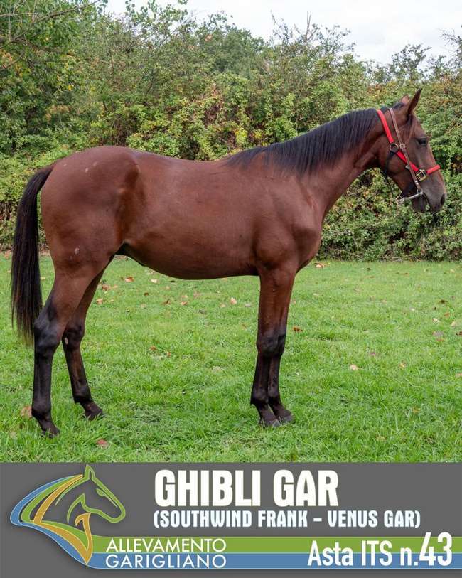 Allevamento Garigliano - Produzione 2020 - Galoppo e Trotto - Giornale ...