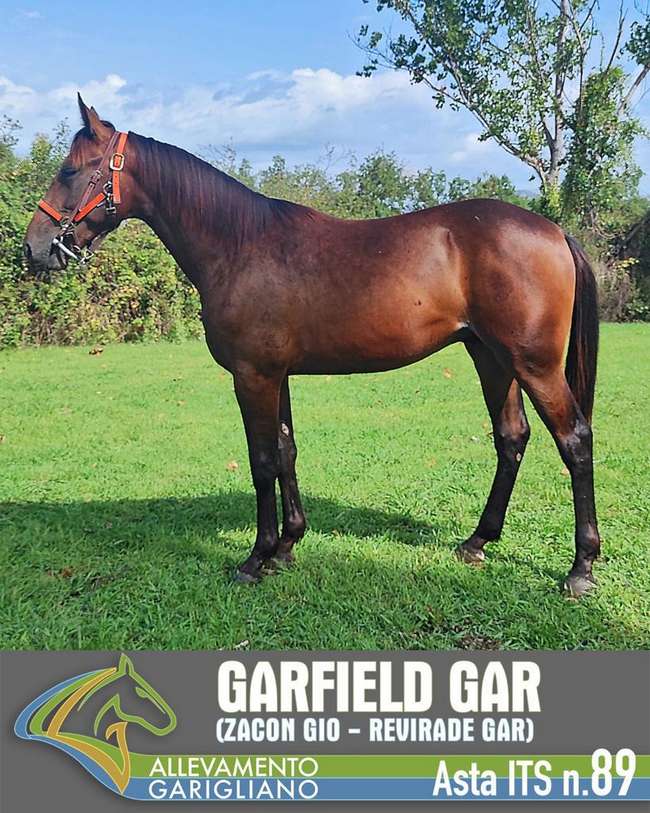 Allevamento Garigliano - Produzione 2020 - Galoppo e Trotto - Giornale ...